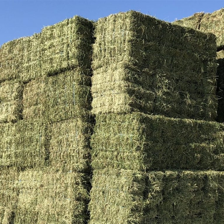 CE Verified 0.6-20T/H Dry Wet Grass Pellet Machine For Sale