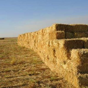 CE Verified 0.6-20T/H Dry Wet Grass Pellet Machine For Sale