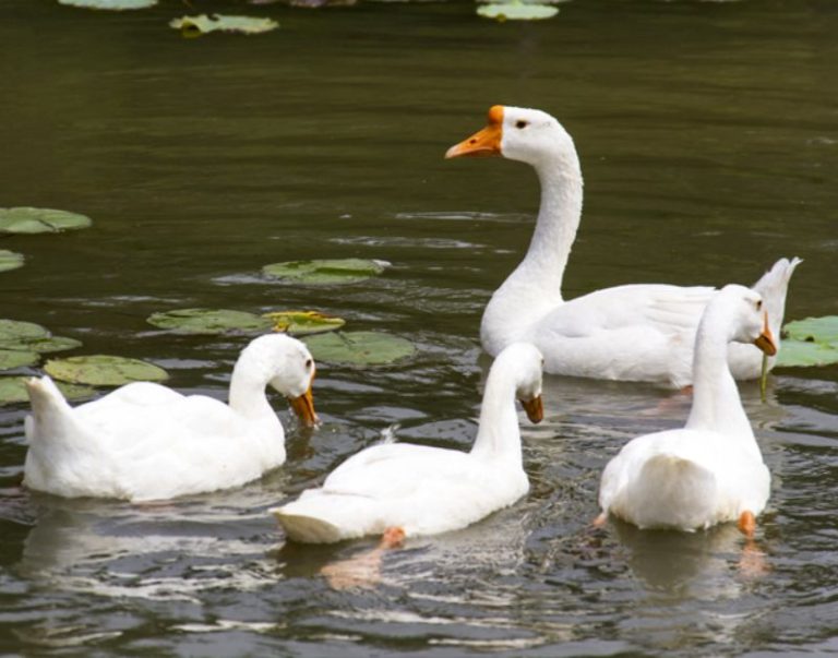 Feed Mill Pellet Machine - RICHI Machinery