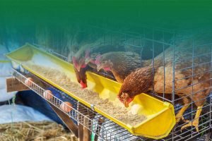 8-10 T/H Animal Feed Processing Plant Design & Construction