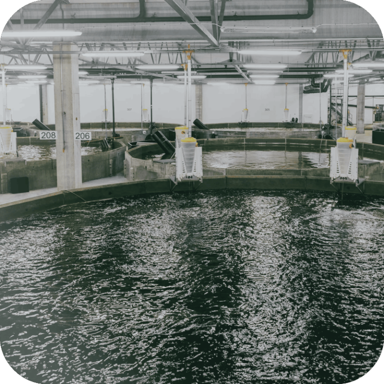 0.1-60T/H Fish Feed Production Line Solution - Extrusion & Pelleting