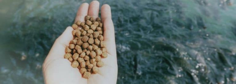 0.1-60T/H Fish Feed Production Line Solution - Extrusion & Pelleting