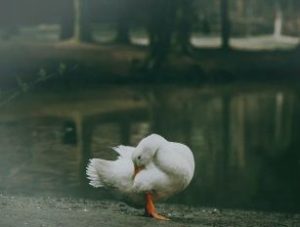 1-20T/H Stable Performance Fertilizer Granulation Equipment